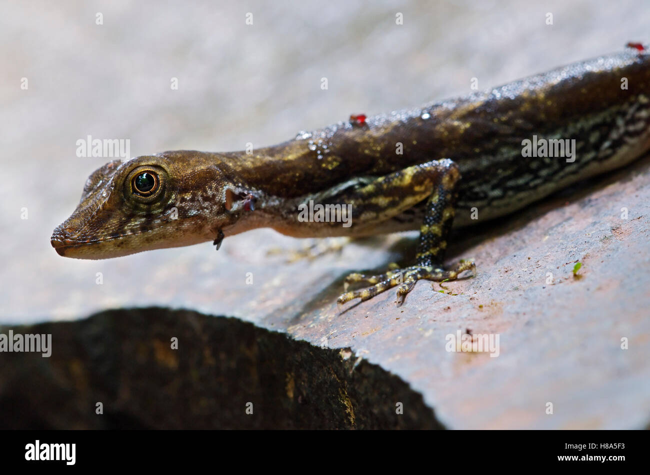 Dappled Anole (Norops poecilopus) female sunning on rock, Panama Stock ...