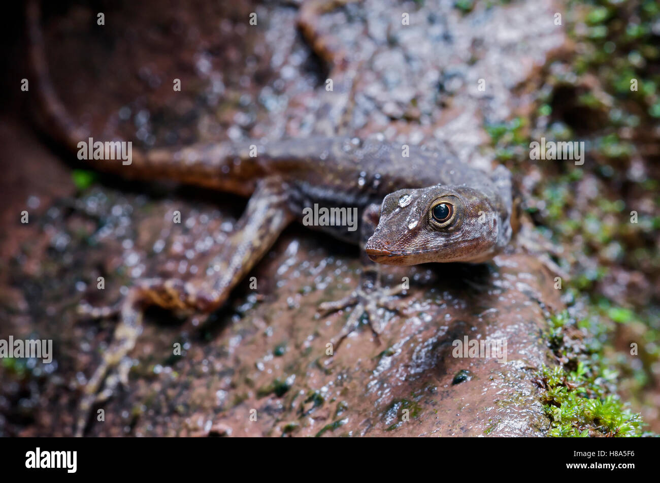 Dappled Anole (Norops poecilopus) female, Panama Stock Photo - Alamy