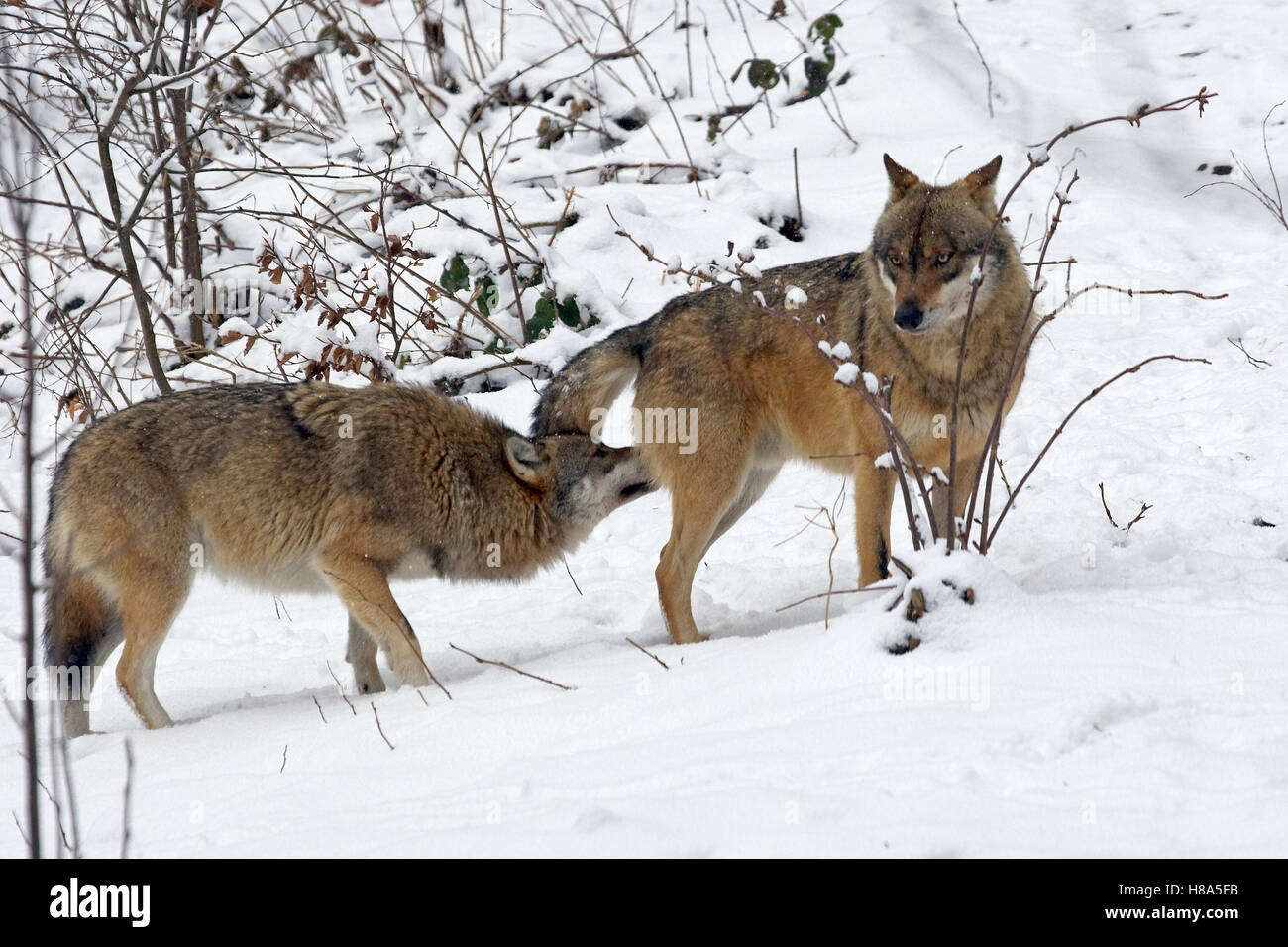 Gray Wolf (Canis lupus) sniffing another pack member, Poland Stock ...