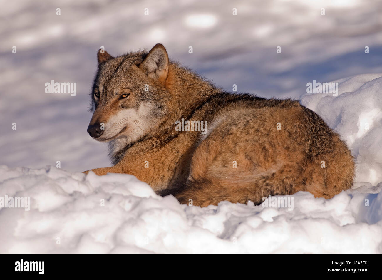 Gray Wolf (Canis lupus) laying in the snow, Bavarian Forest National ...