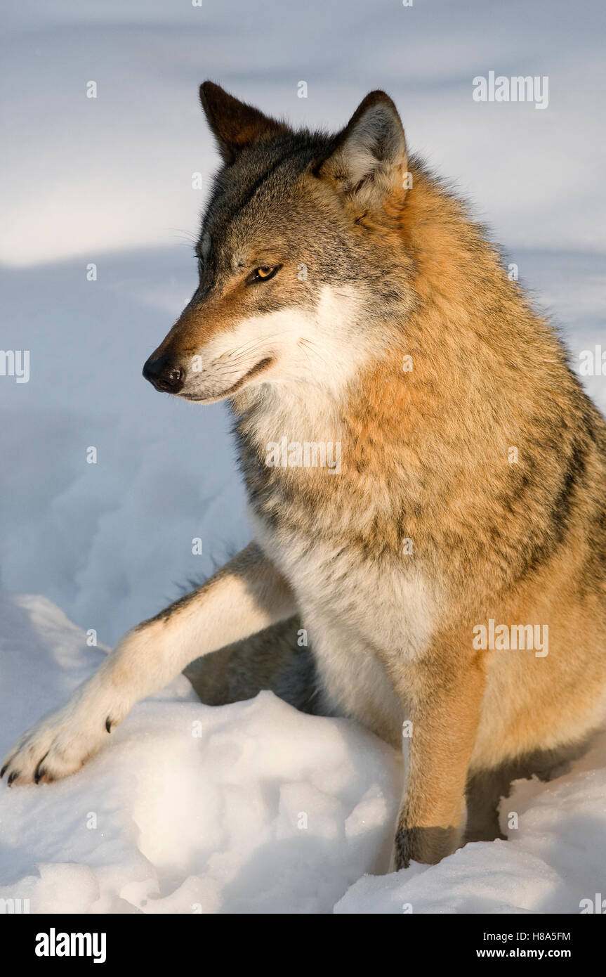 Gray Wolf (Canis lupus) sitting in the snow, Bavarian Forest National ...
