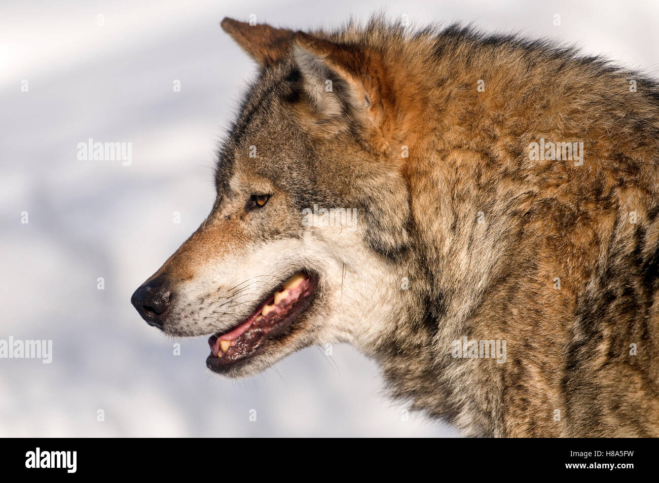 Gray Wolf (Canis lupus), Bavarian Forest National Park, Bavaria ...