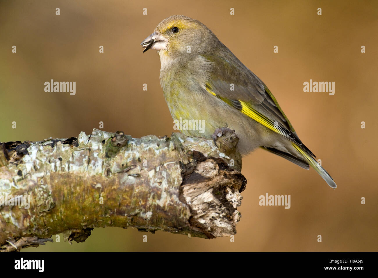 European Greenfinch (Chloris chloris) male cracking a seed on a branch ...