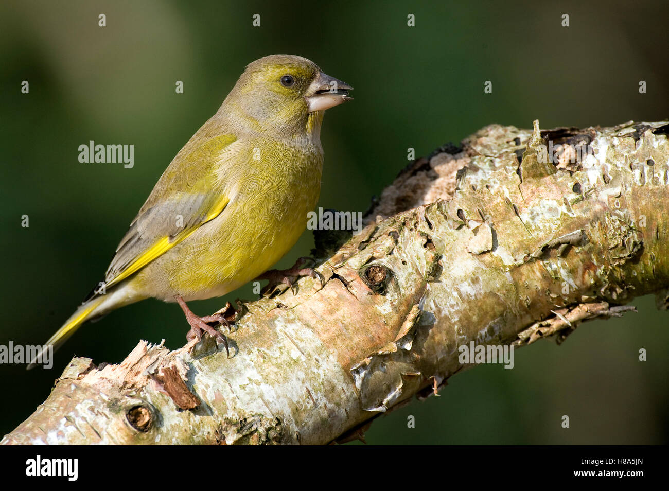 European Greenfinch (Chloris chloris) with seed in its bill, Germany ...