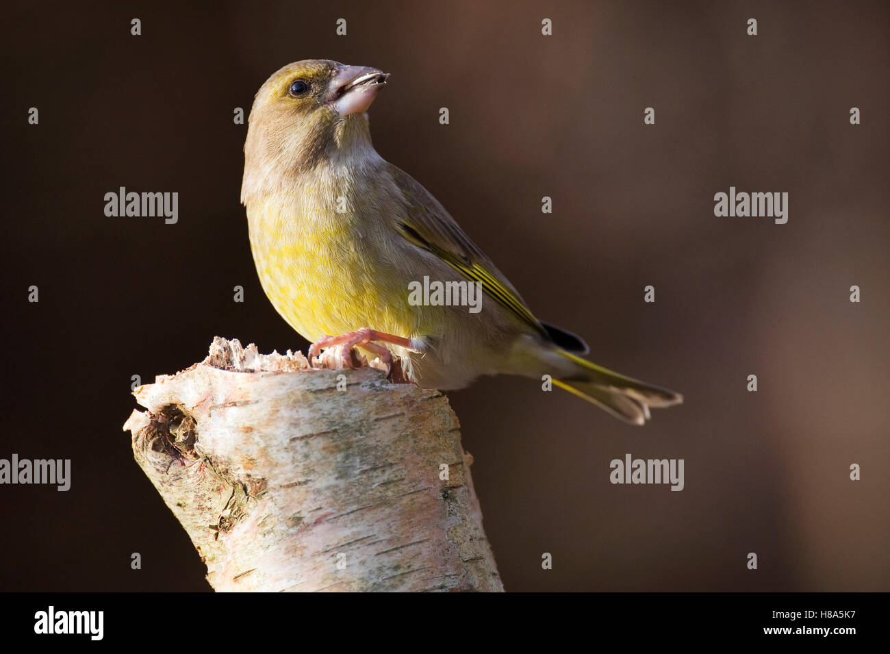 European Greenfinch (Chloris chloris) male with a seed in its bill ...