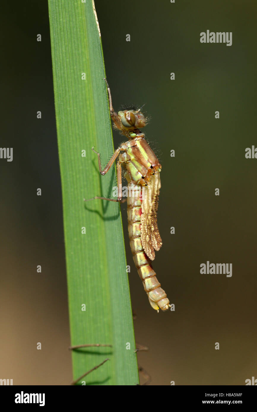 Large Red Damselfly (Pyrrhosoma nymphula) adult freshly emerged from ... Large Red Damselfly (Pyrrhosoma nymphula) adult freshly emerged from ...