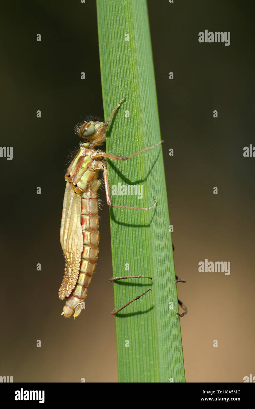 Large Red Damselfly (Pyrrhosoma nymphula) adult freshly emerged from ... Large Red Damselfly (Pyrrhosoma nymphula) adult freshly emerged from ...