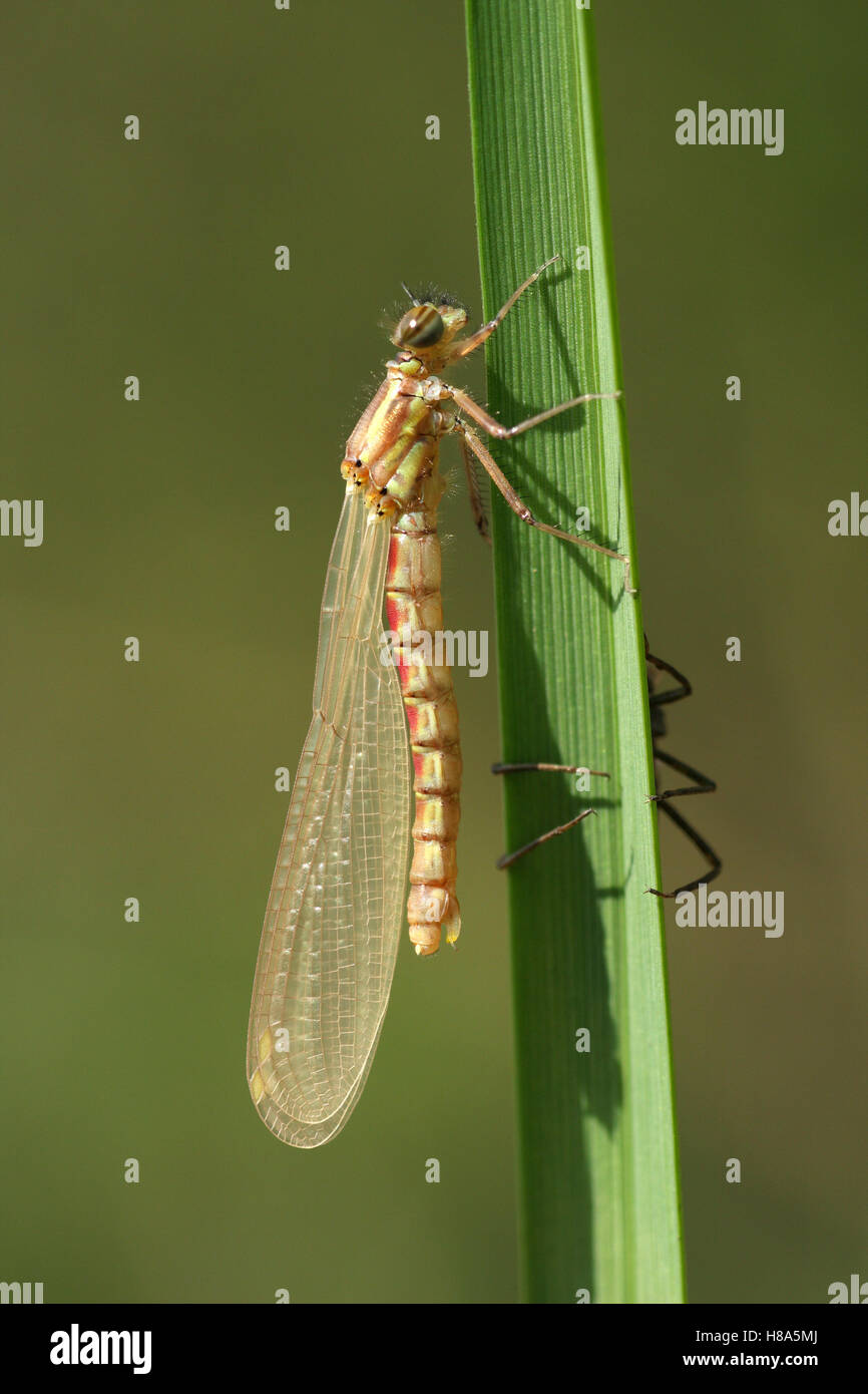 Large Red Damselfly (Pyrrhosoma nymphula) adult freshly emerged from ... Large Red Damselfly (Pyrrhosoma nymphula) adult freshly emerged from ...
