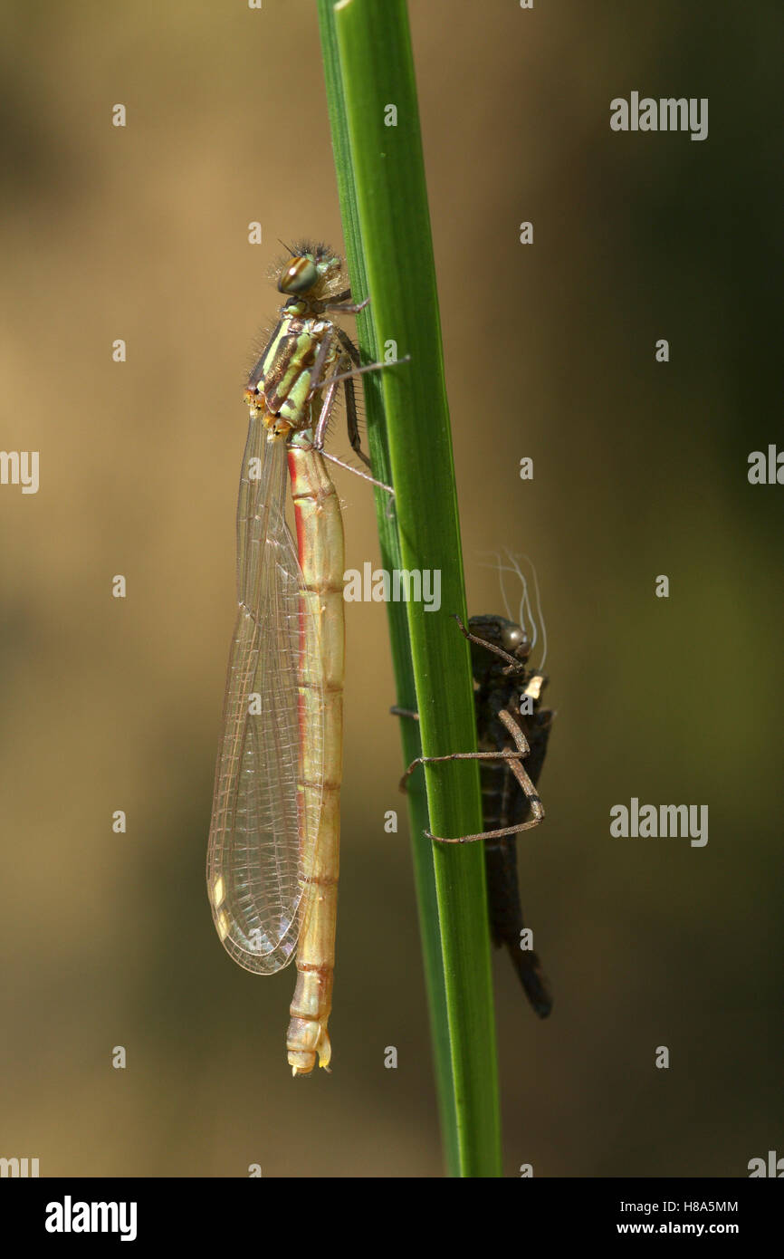 Large Red Damselfly (Pyrrhosoma nymphula) adult freshly emerged from ... Large Red Damselfly (Pyrrhosoma nymphula) adult freshly emerged from ...