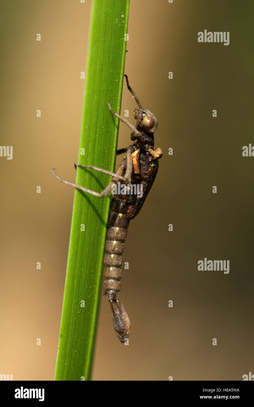 Large Red Damselfly (Pyrrhosoma nymphula) larva molting, Overijssel ...