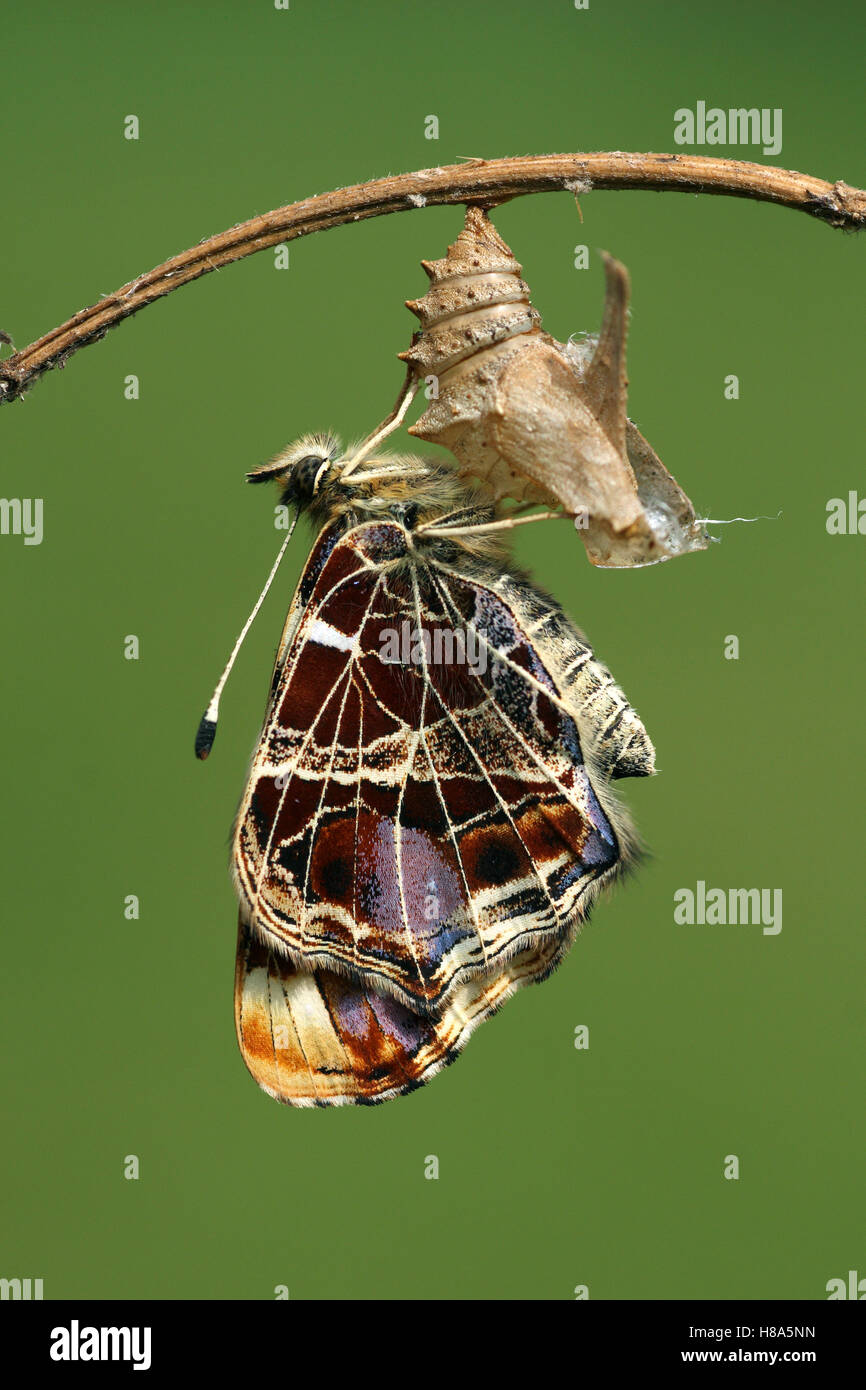 Map Butterfly (Araschnia levana) emerging from chrysalis, Vriezenveen ...
