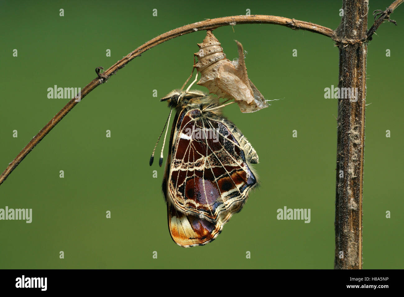 Map Butterfly (Araschnia levana) emerging from chrysalis, Vriezenveen ...