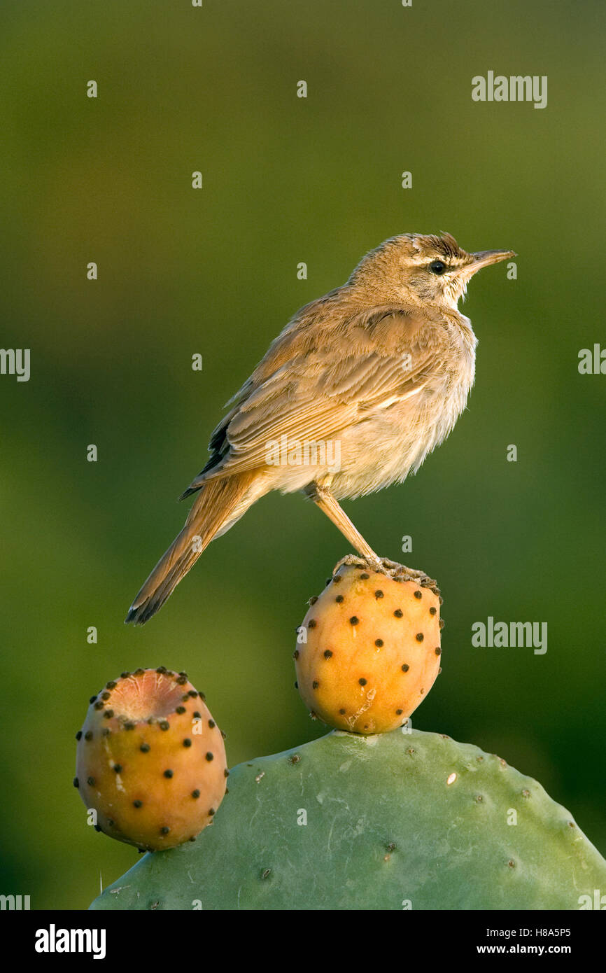 Rufous-tailed Scrub-Robin (Cercotrichas galactotes) on cactus fruit ...