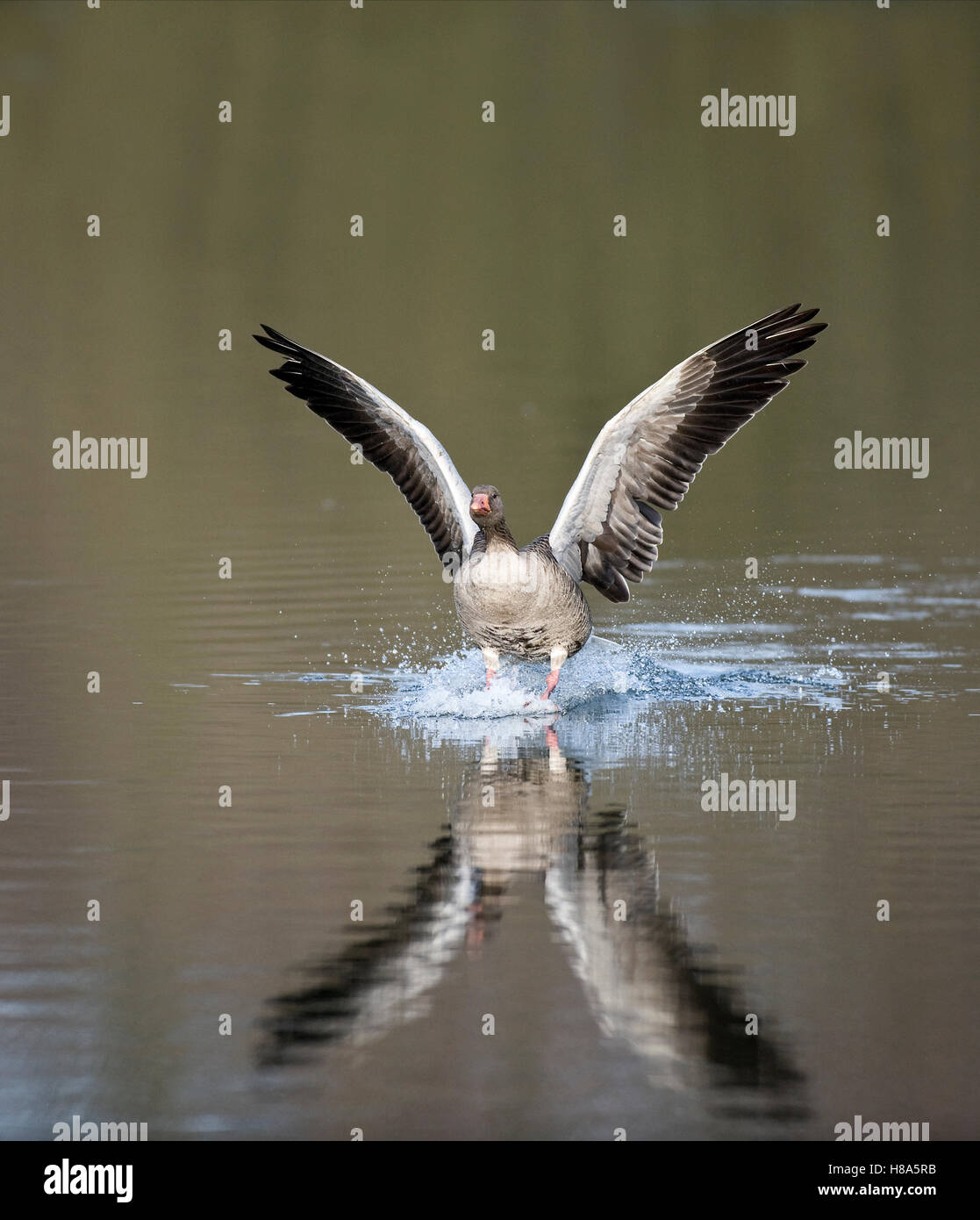 Greylag Goose (Anser anser) landing on water, Germany Stock Photo - Alamy