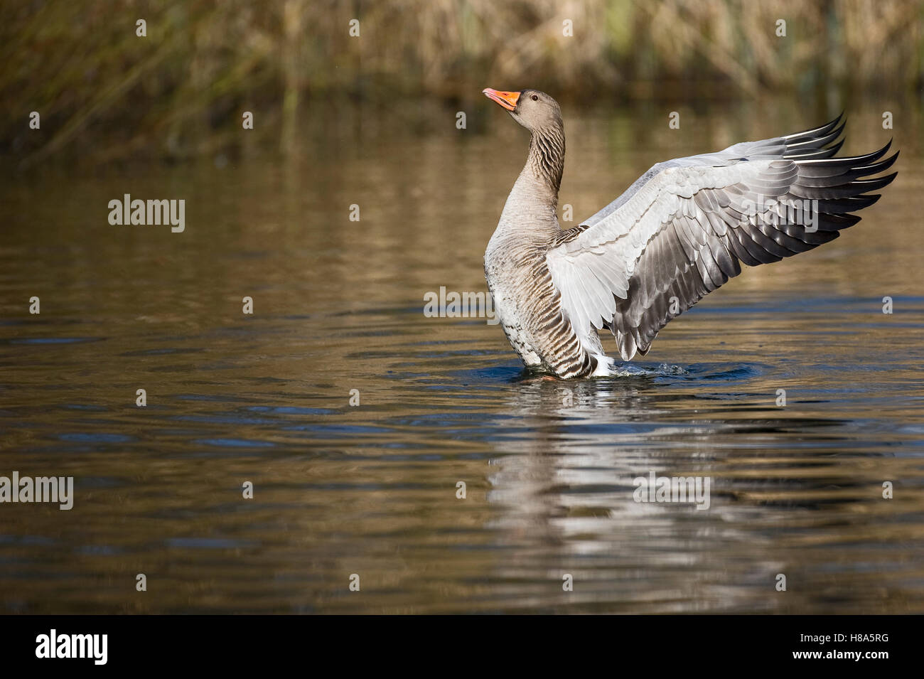 Greylag Goose (Anser anser) flapping wings on the water, Germany Stock ...