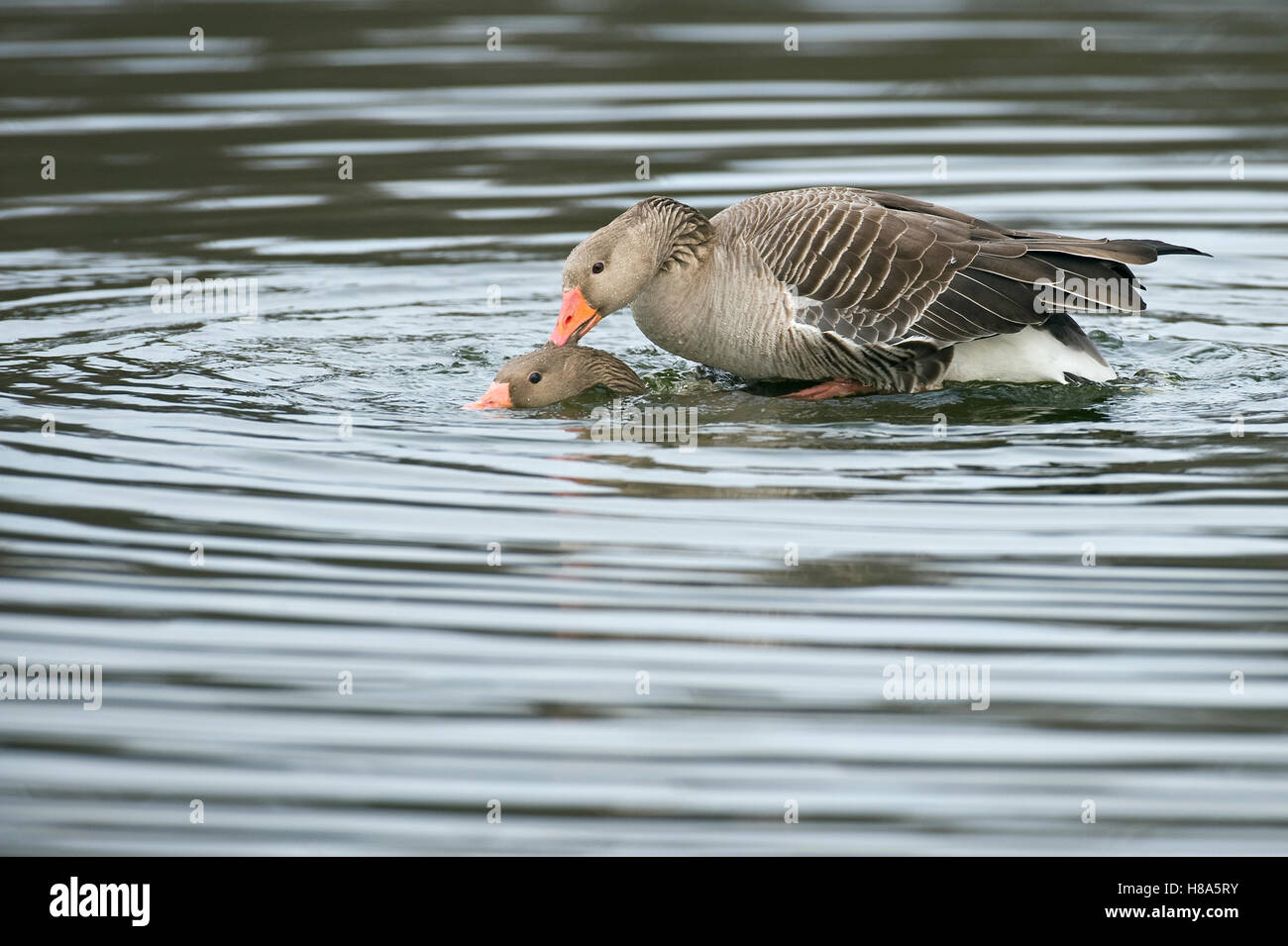 Greylag Goose (Anser anser) mating on the water, Germany Stock Photo ...