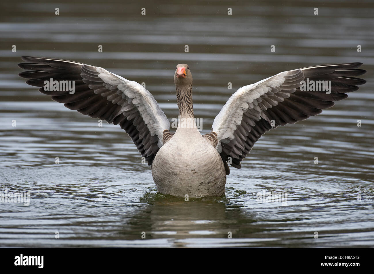 Greylag Goose (Anser anser) stretching wings, Germany Stock Photo - Alamy