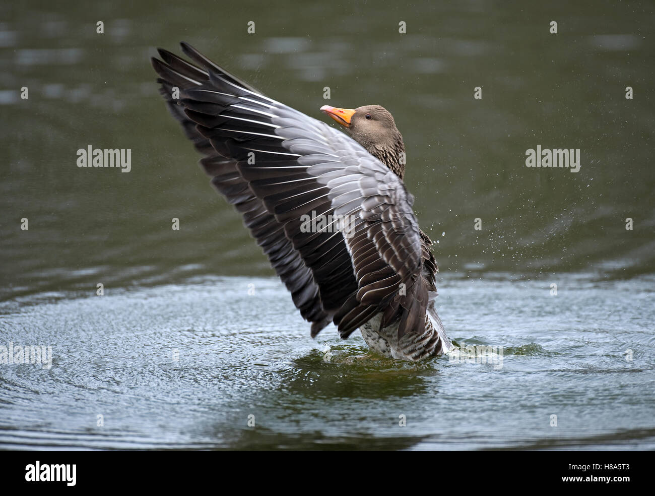 Greylag Goose (Anser anser) flapping wings, Germany Stock Photo - Alamy
