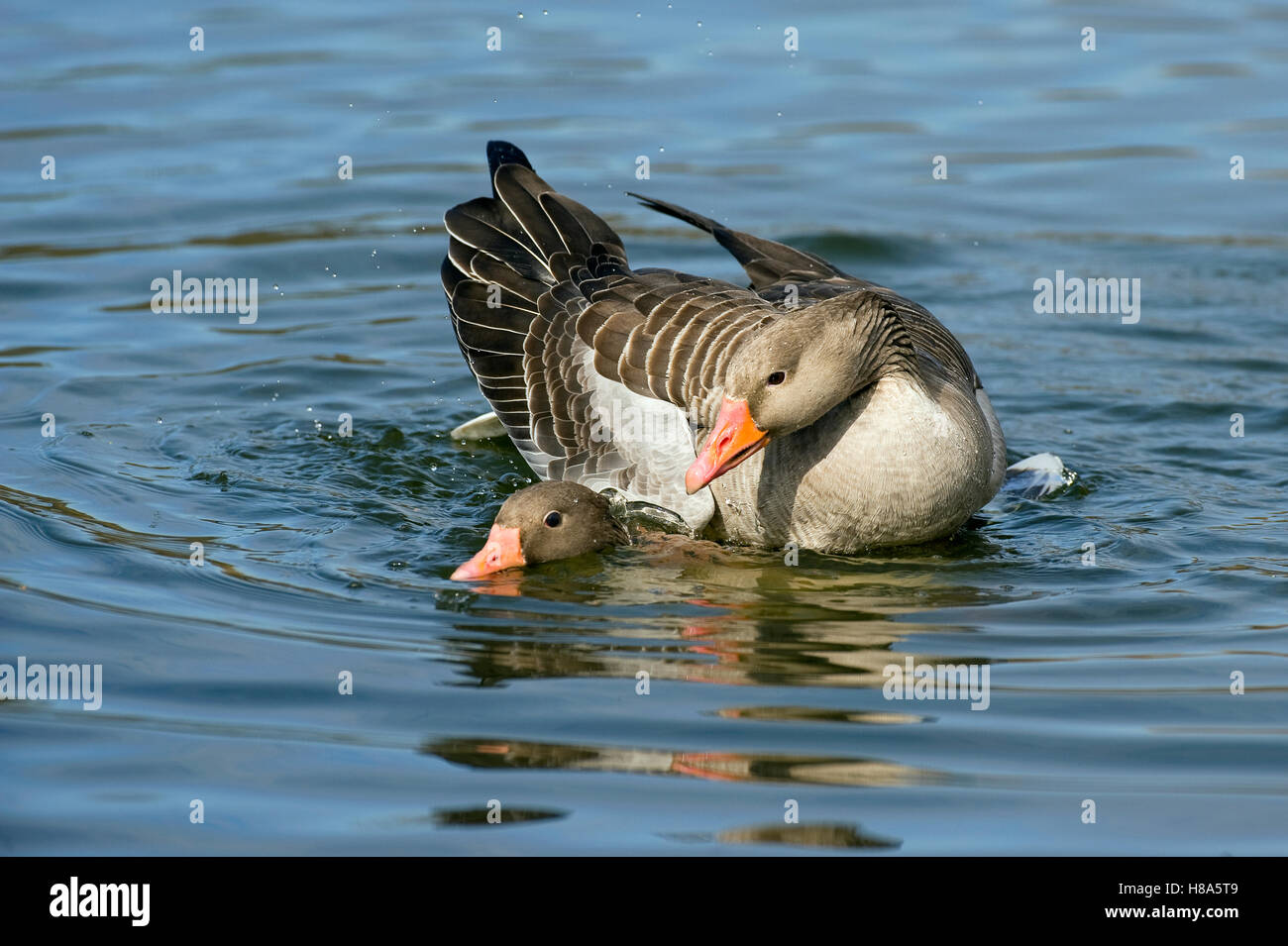 Greylag Goose (Anser anser) mating, Germany. Sequence 1 of 4 Stock ...