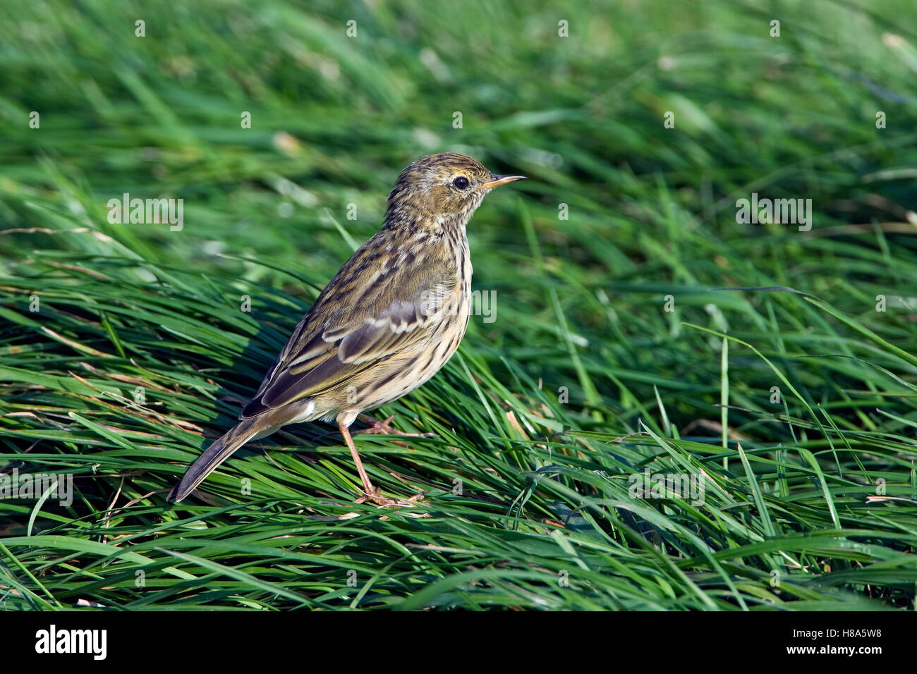 Meadow Pipit (Anthus pratensis), De Putten, Camperduin, Noord-Holland ...