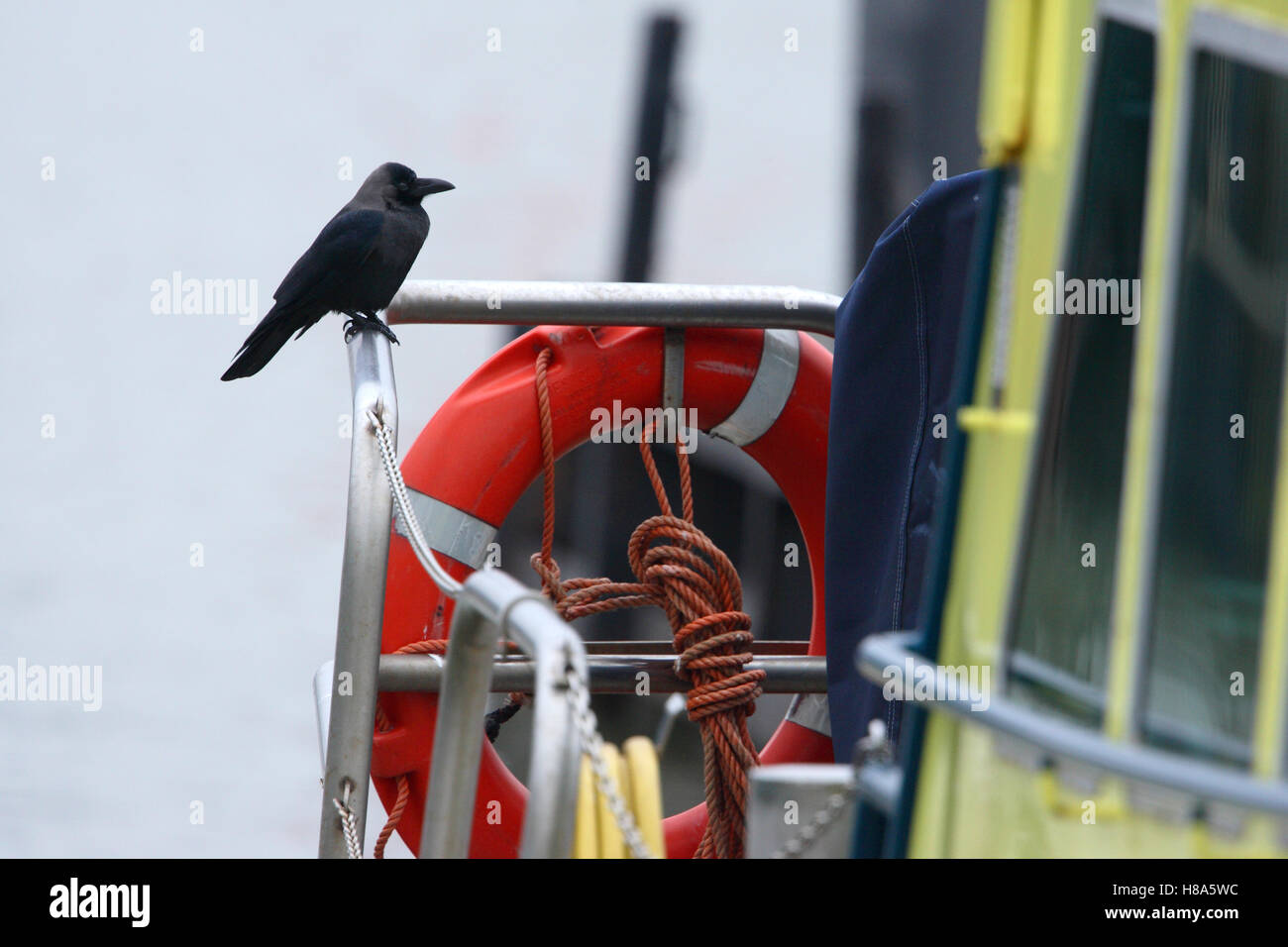 House Crow (Corvus splendens) perched on the railing of a boat, Zuid ...