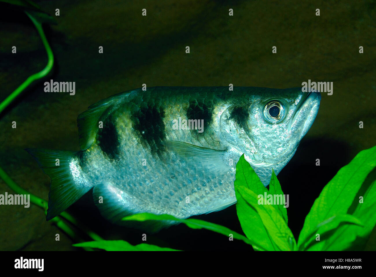 Banded Archerfish (Toxotes jaculator), Indonesia Stock Photo - Alamy