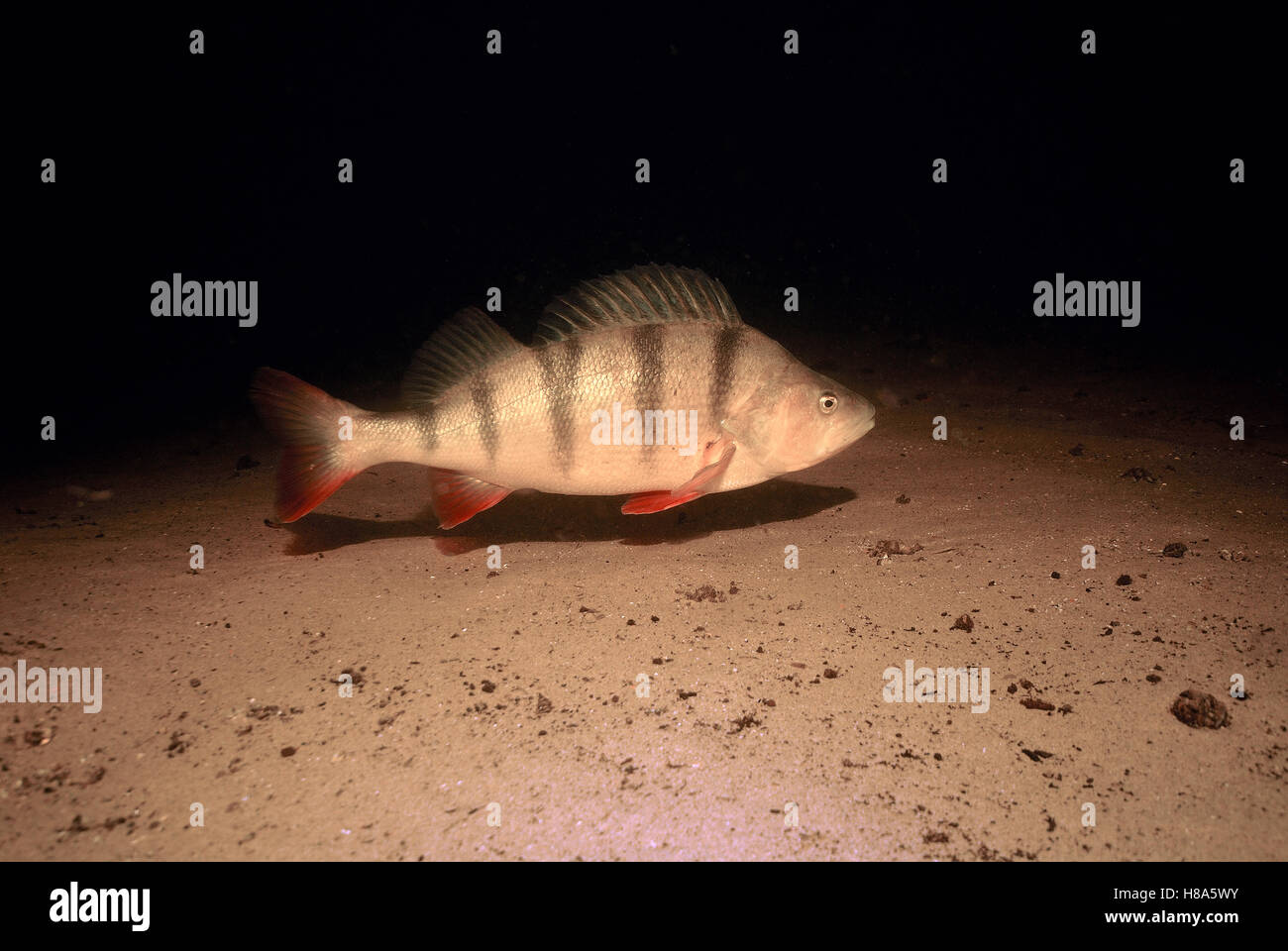 English Perch (Perca fluviatilis) swimming over seafloor, Vinkeveen ...