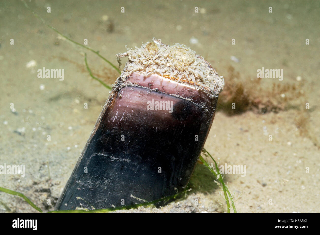 Razor Shell (Ensis arcuatus) embedded in seafloor, North Sea Stock ...