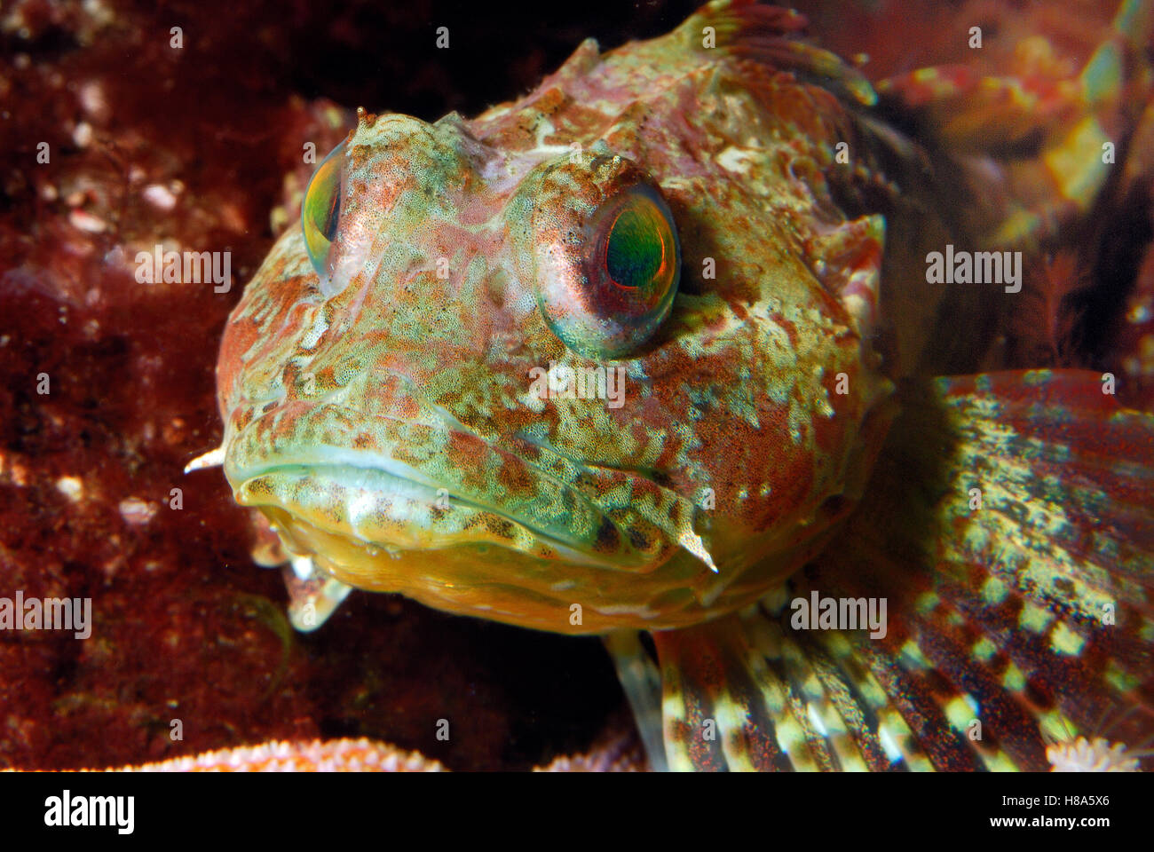 Longspined Sea Scorpion (Taurulus bubalis) fish, North Sea Stock Photo - Alamy