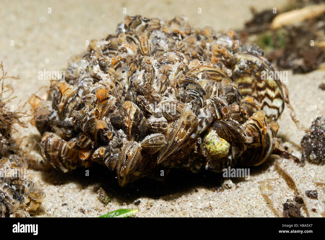 Zebra Mussel (Dreissena polymorpha),introduced invasive freshwater ...