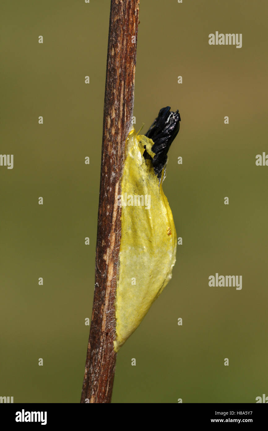 Six-spot Burnet (Zygaena filipendulae) emerging from cocoon, Overijssel ...