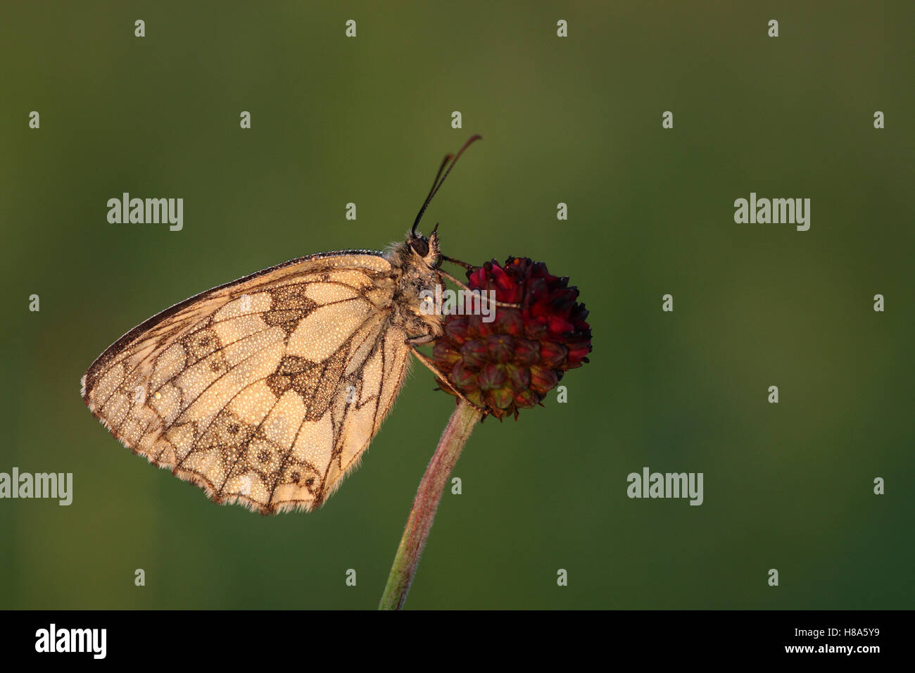 Marbled White (Melanargia galathea) butterfly on flower bud, Hunsruck ...