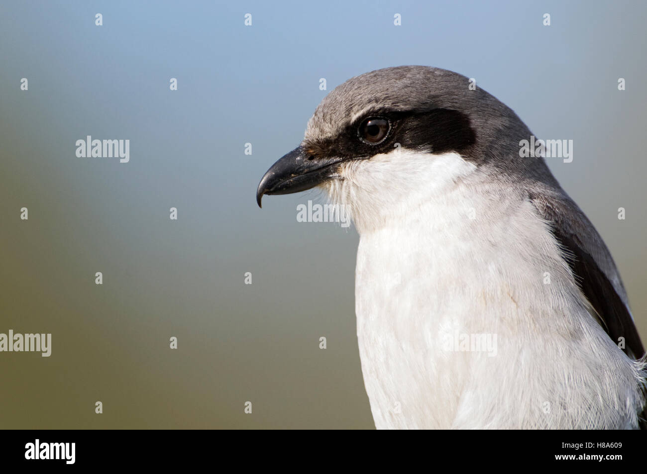 Loggerhead Shrike (Lanius ludovicianus), Florida Stock Photo - Alamy