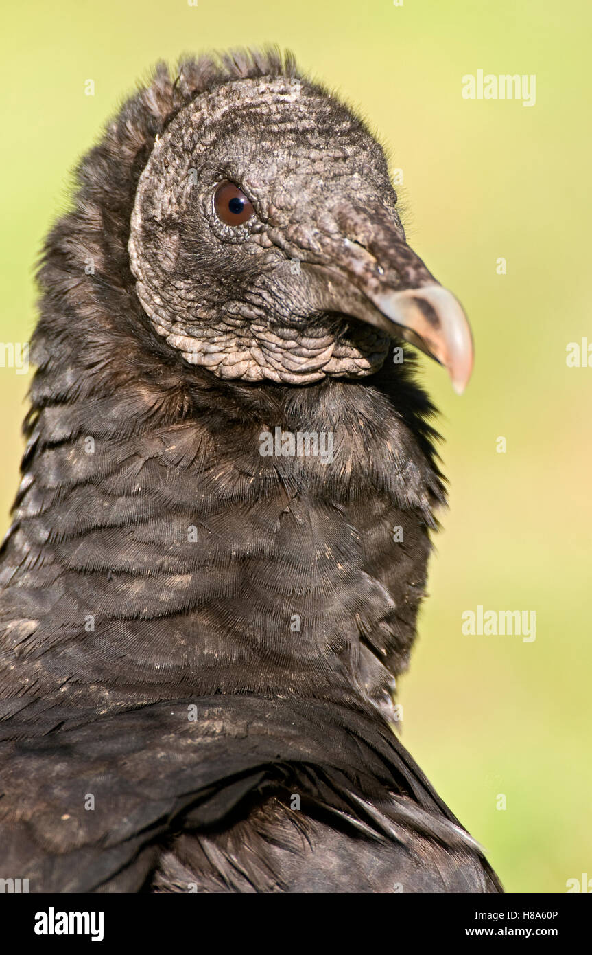 American Black Vulture (Coragyps atratus), Everglades National Park ...