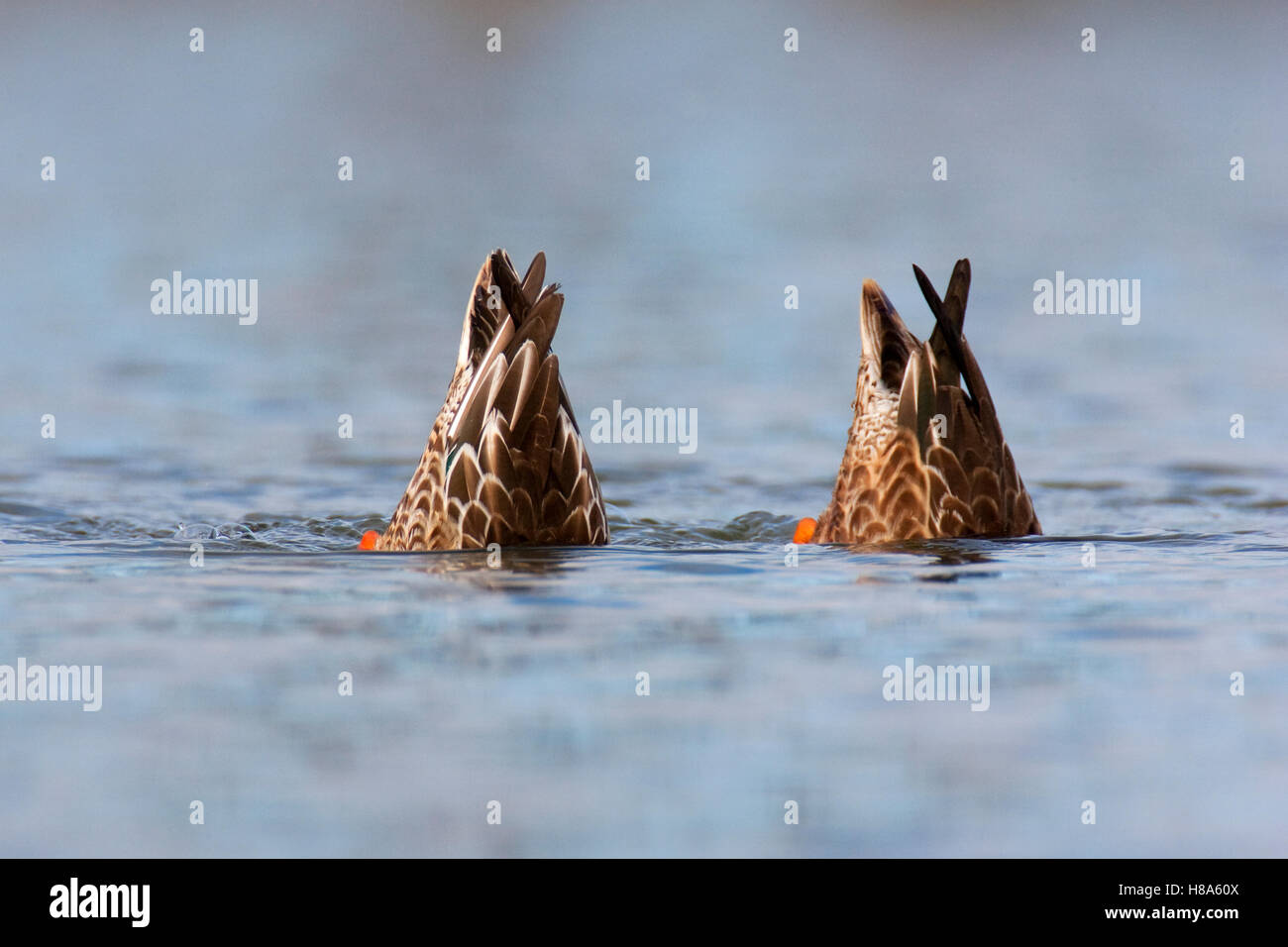 Northern Shoveler (Anas clypeata) duck, females dabbling, Vancouver ...