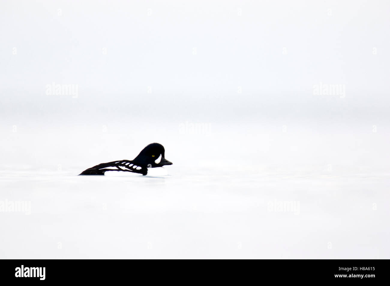 Barrow's Goldeneye (Bucephala islandica) drake on water, Vancouver ...