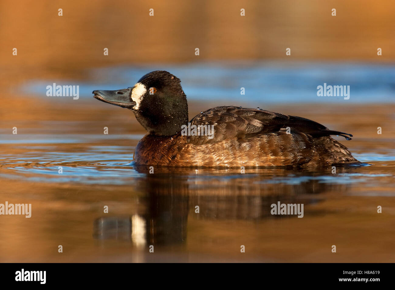 Lesser Scaup (Aythya affinis) juvenile male drinking, Vancouver ...