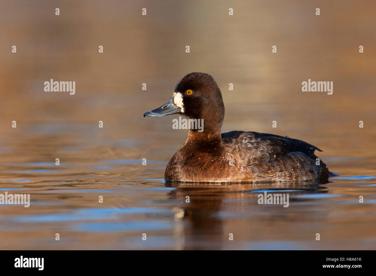 Lesser Scaup (Aythya affinis) female, Vancouver, British Columbia ...