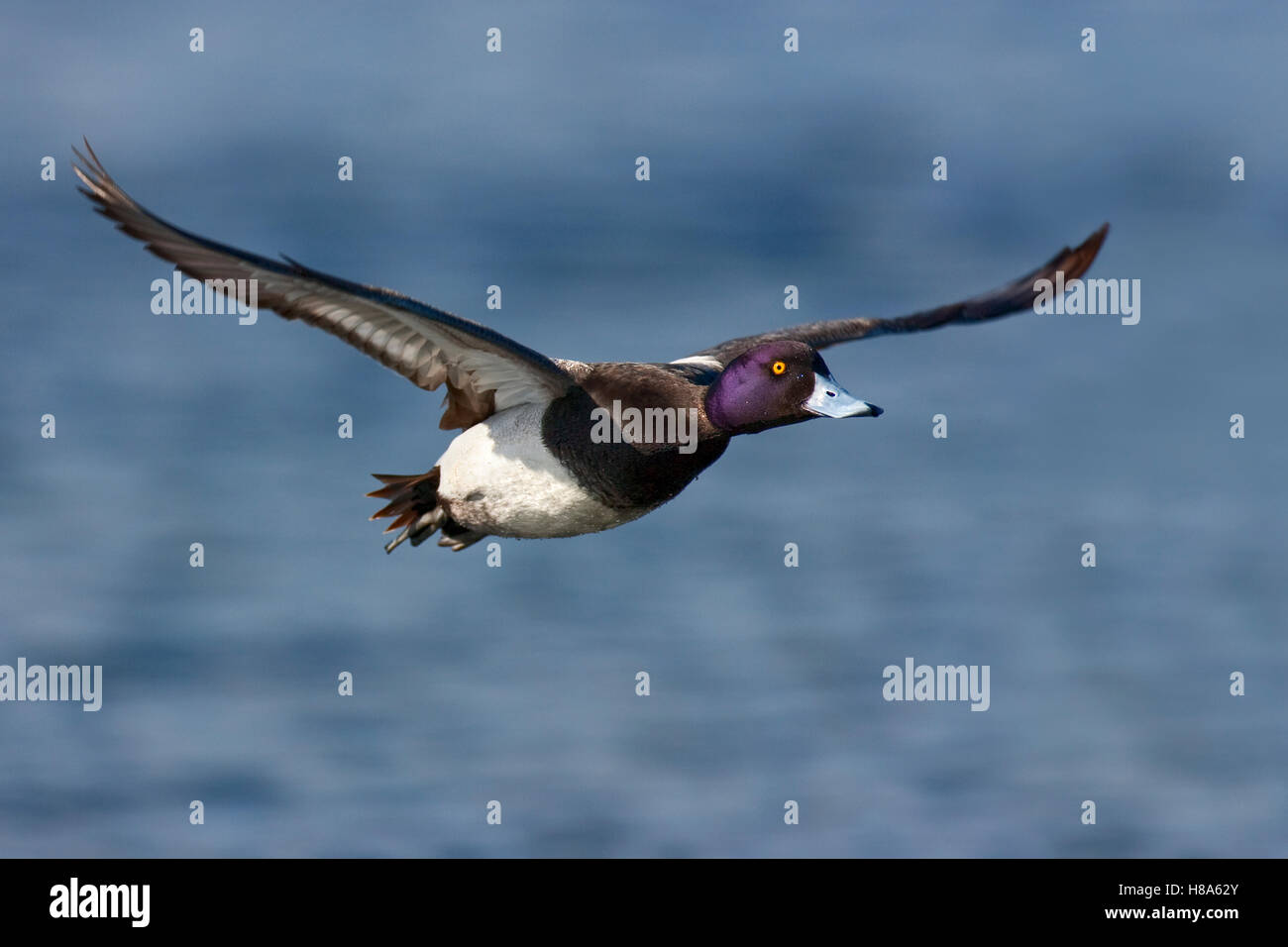 Lesser Scaup (Aythya affinis) drake flying, Vancouver, British Columbia ...