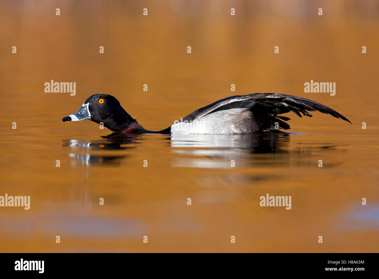 Ring-necked Duck (Aythya collaris) drake stretching its wing, Vancouver ...