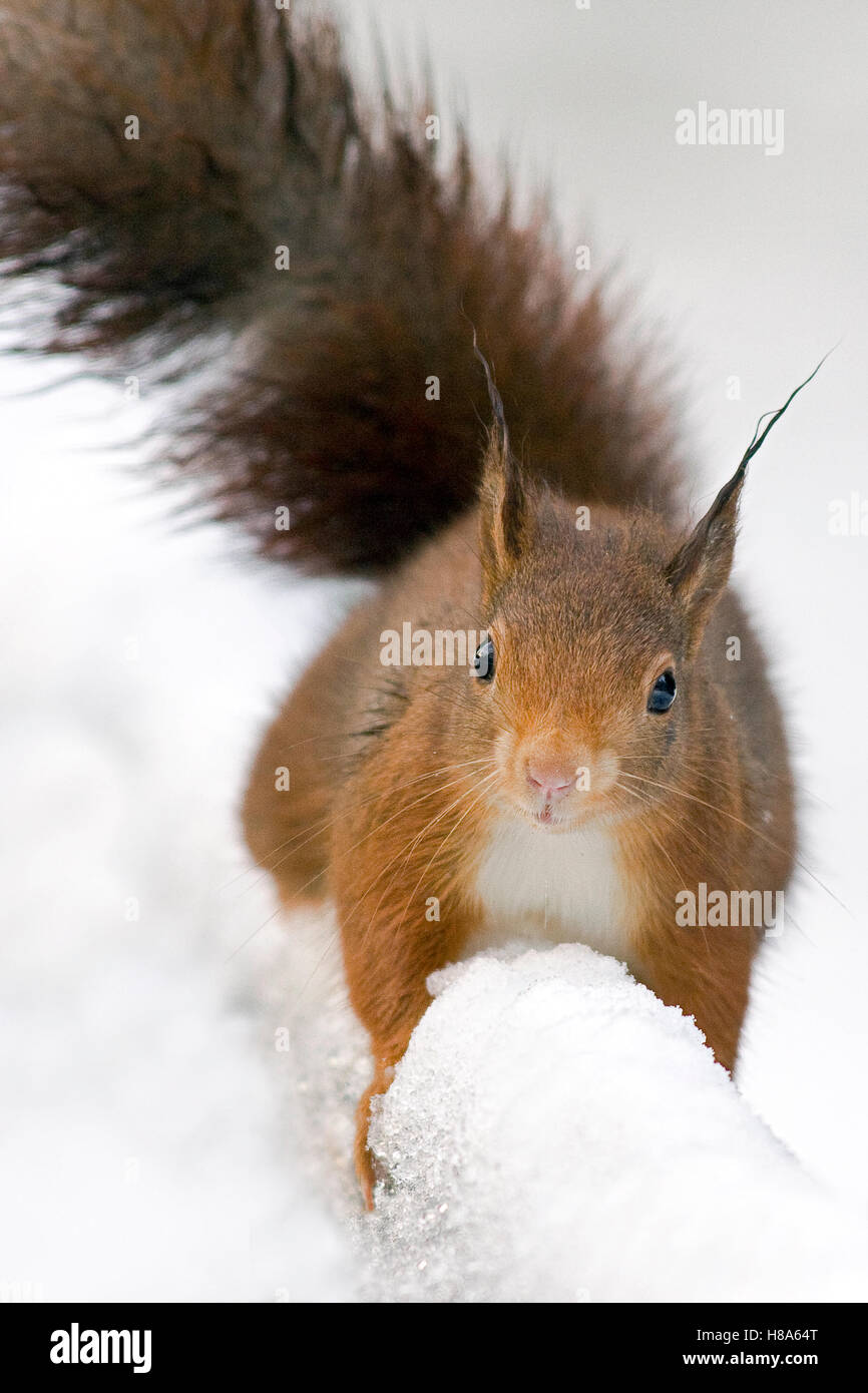 Eurasian Red Squirrel (Sciurus vulgaris) in snow, Veluwe, Nunspeet ...