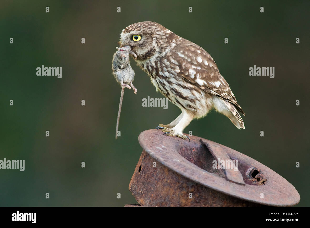 Little Owl (Athene noctua) carrying rodent prey, Veluwe, Barneveld ...