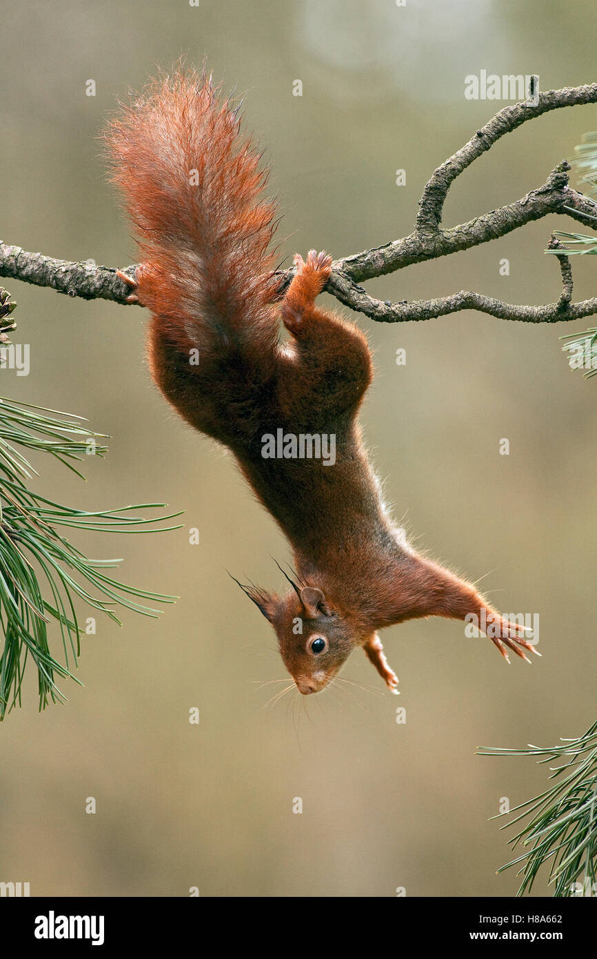 Eurasian Red Squirrel (Sciurus vulgaris) hanging from branch, Veluwe ...