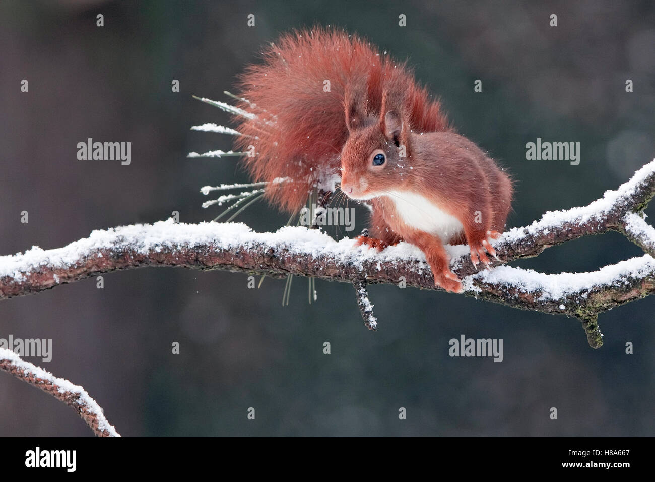 Eurasian Red Squirrel (Sciurus vulgaris) on snowy branch, Veluwe ...