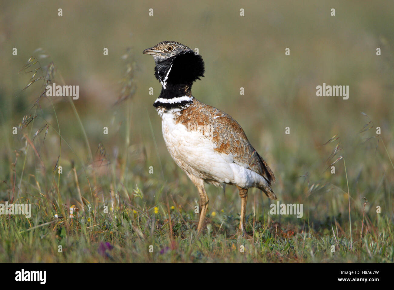 Little Bustard (Tetrax tetrax) male displaying, Alentejo, Portugal ...