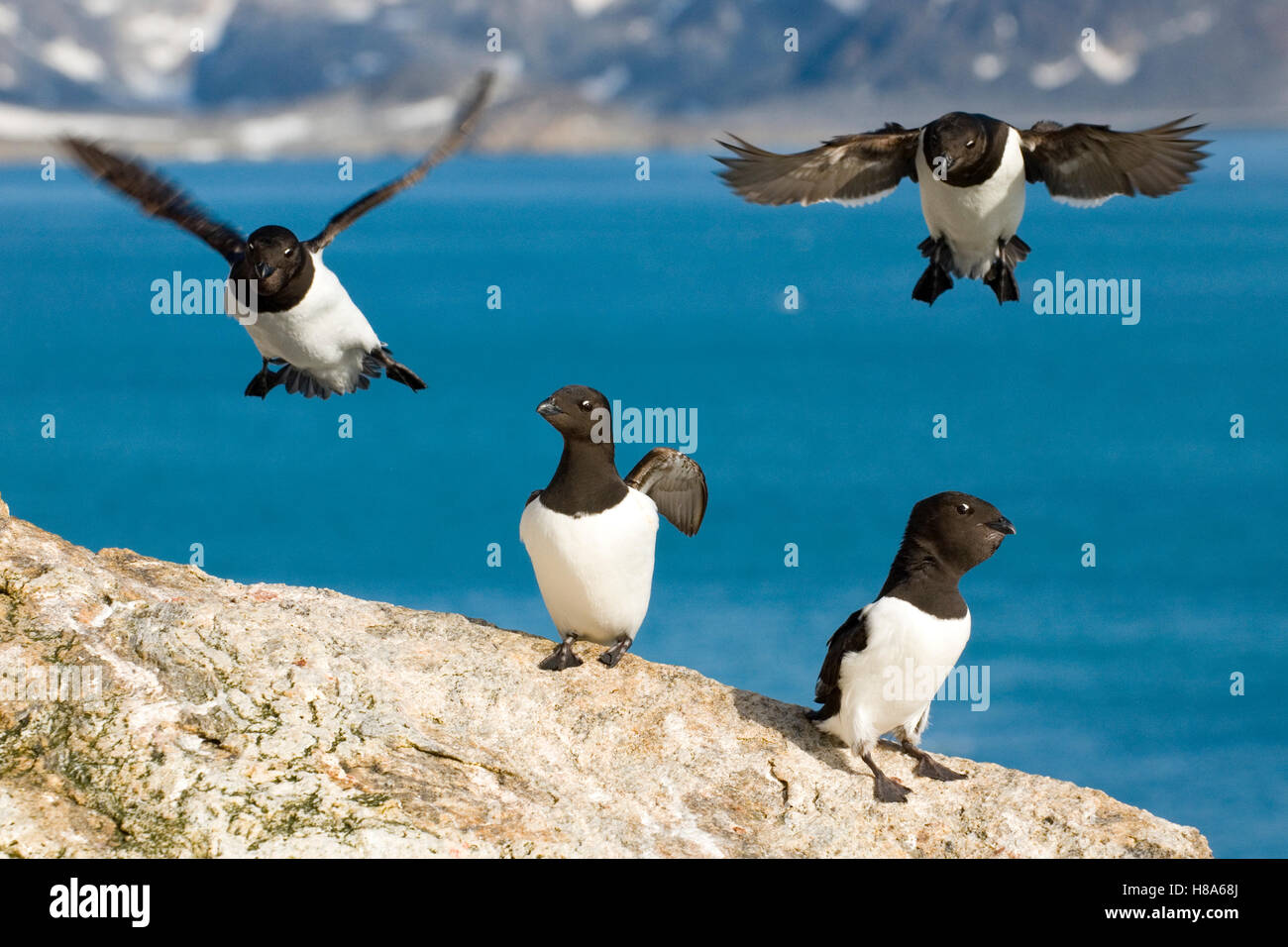 Little Auk (Alle alle) group, Svalbard, Norway Stock Photo - Alamy