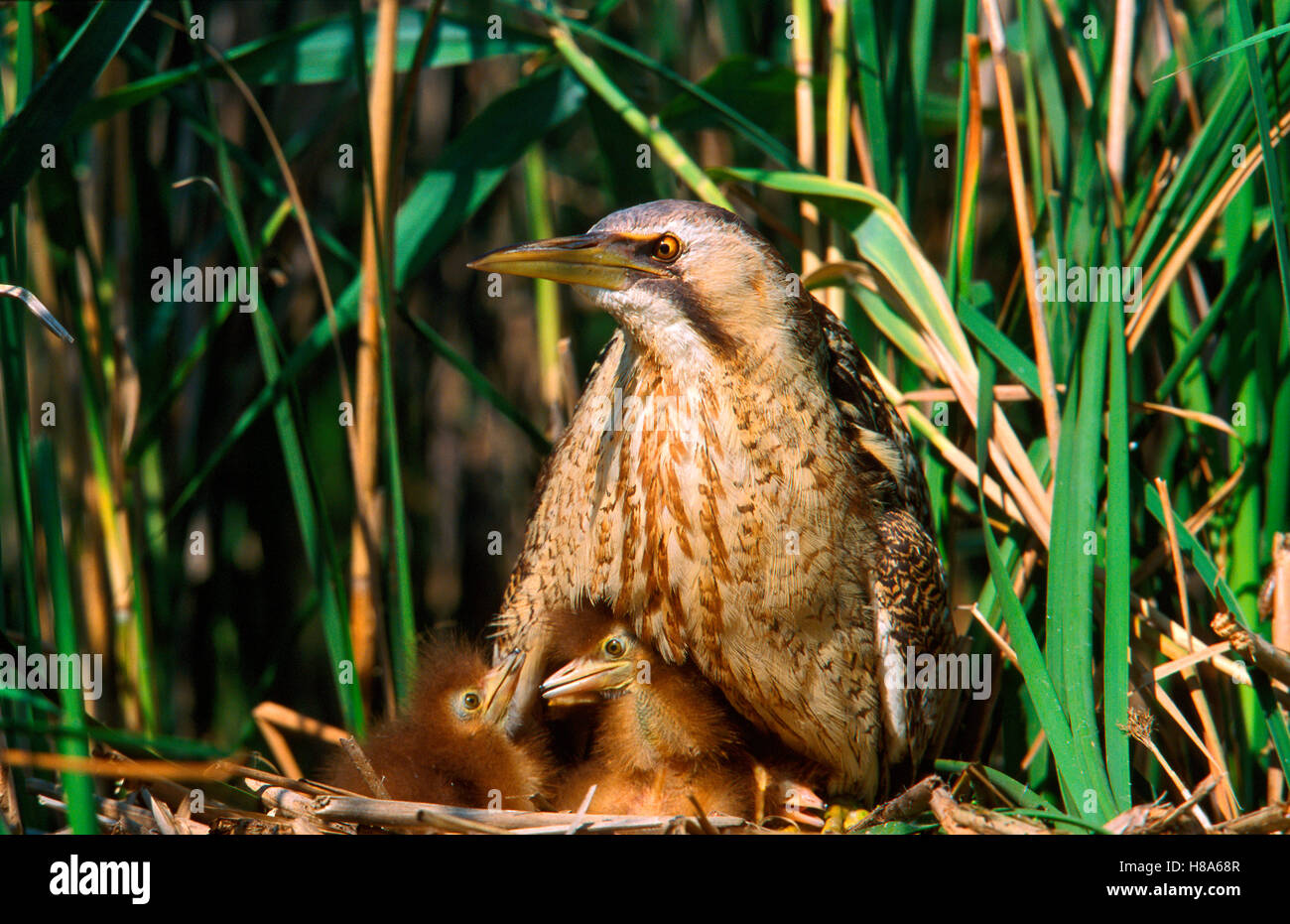 Great Bittern (Botaurus stellaris) with chicks on nest, Biebrza, Poland ...