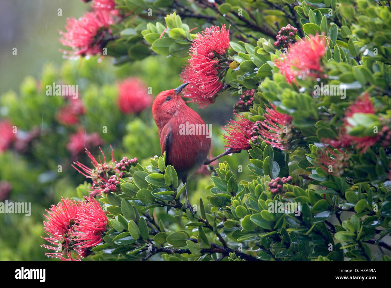 Apapane (Himatione sanguinea) perched on flowering plant in the rain ...