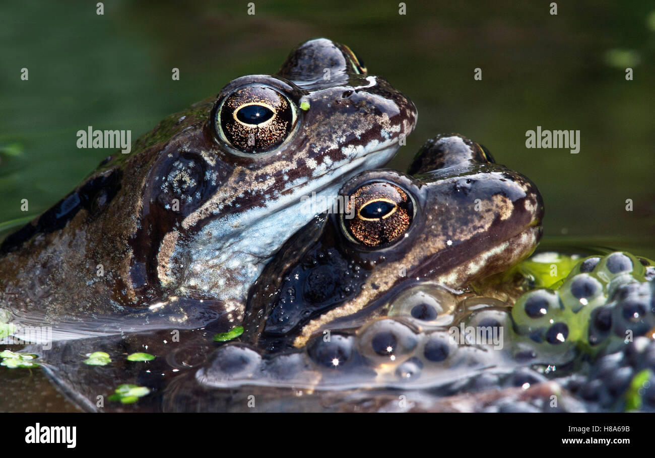 Common Frog (Rana temporaria) pair in amplexus, Netherlands Stock Photo ...