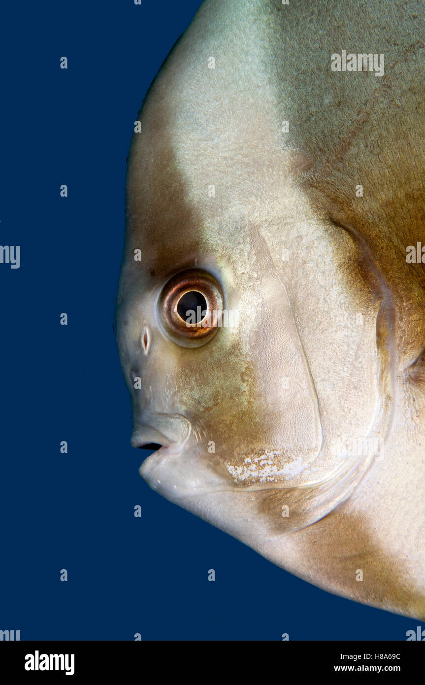 Orbiculate Batfish (Platax orbicularis), Ras Mohammed National Park ...